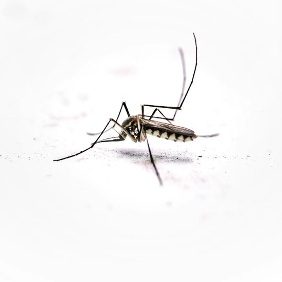 Natural Mosquito Protection for Kids | Play Outside